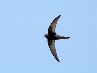 Common Swift - eBird