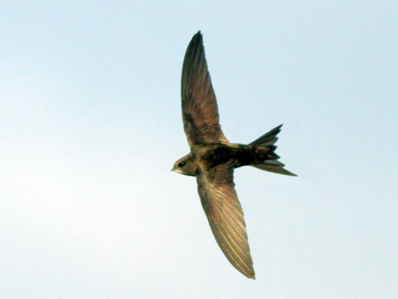 Common Swift - eBird