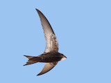 Common Swift - Abundance animation - eBird Status and Trends