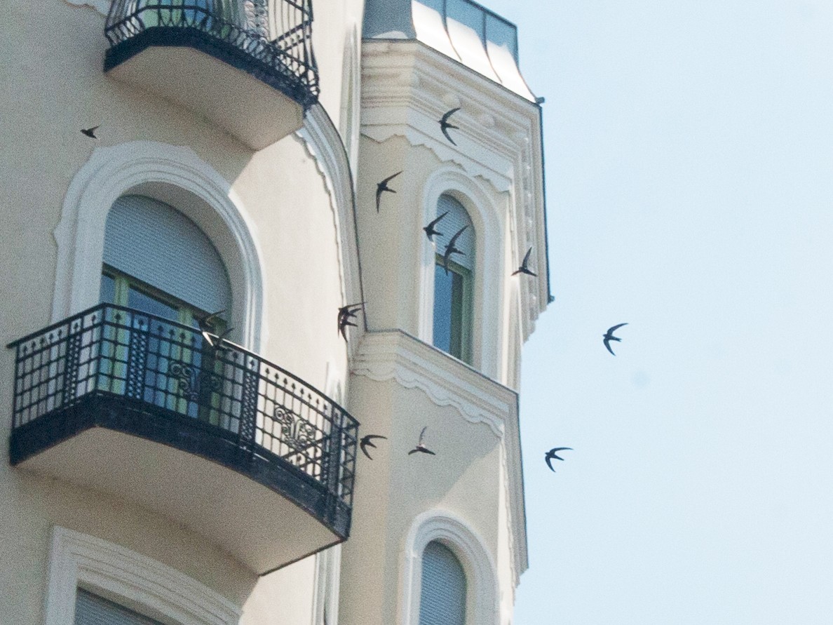 Common Swift - eBird