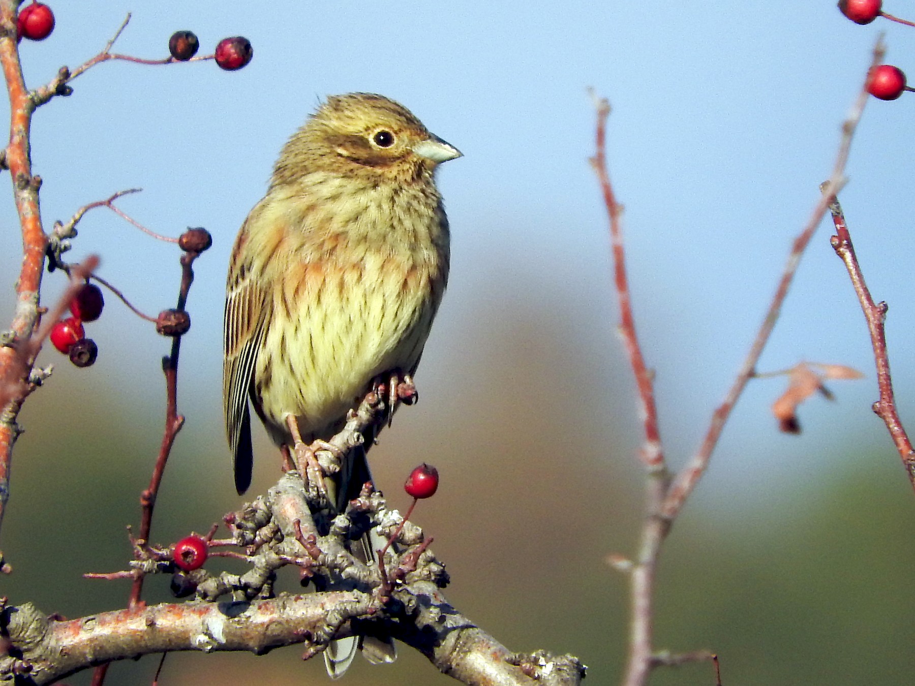 Yellowhammer - eBird