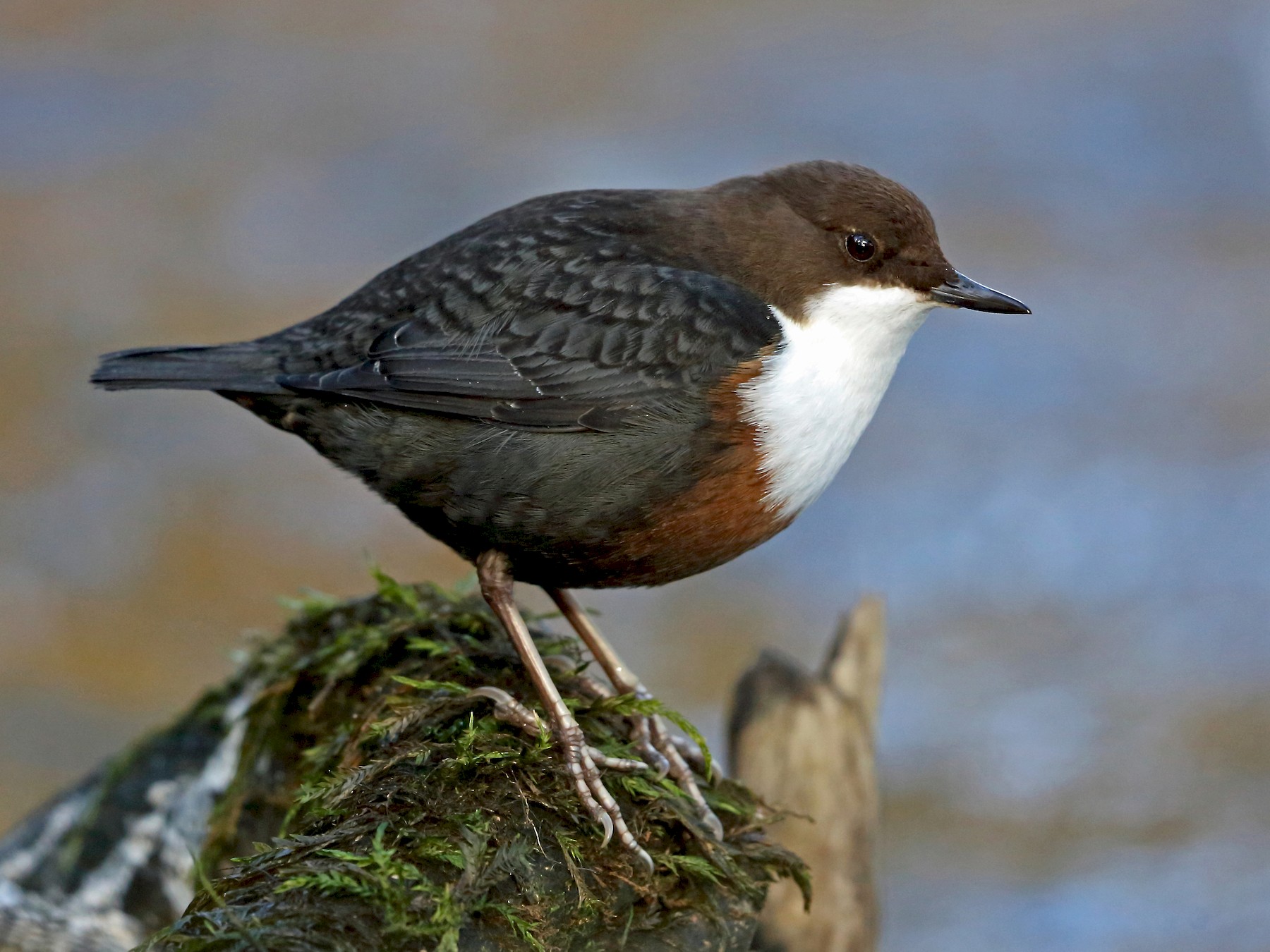 White-throated Dipper - eBird