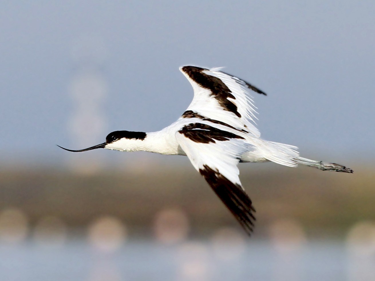 Pied Avocet - eBird