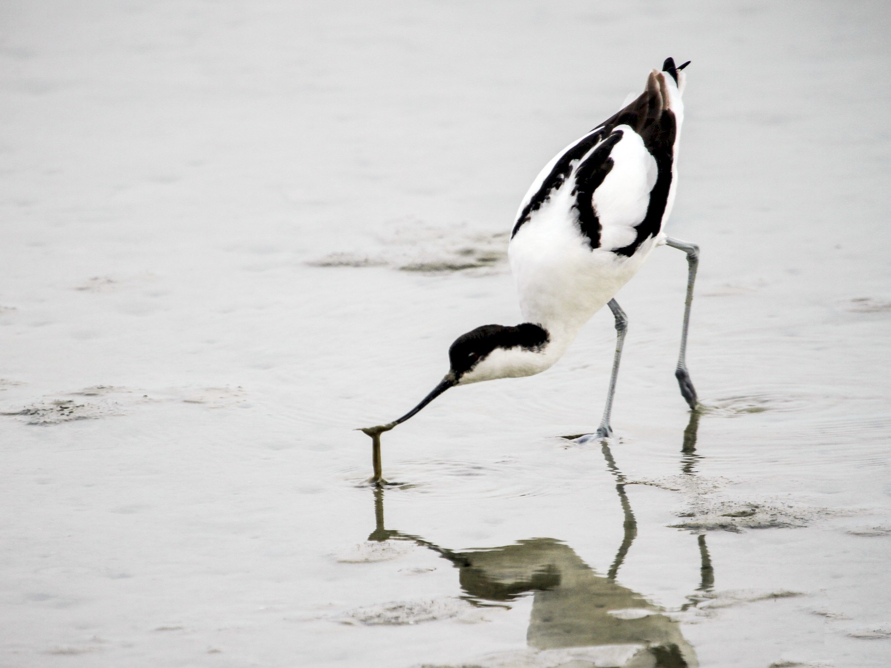 Pied Avocet - eBird