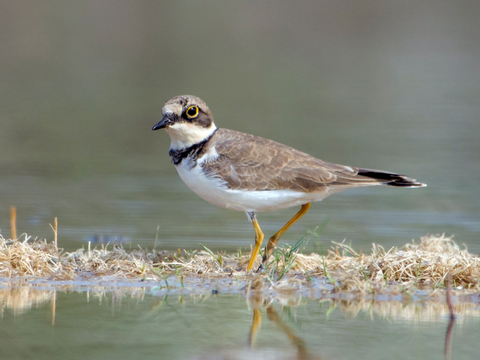 Little Ringed Plover - eBird