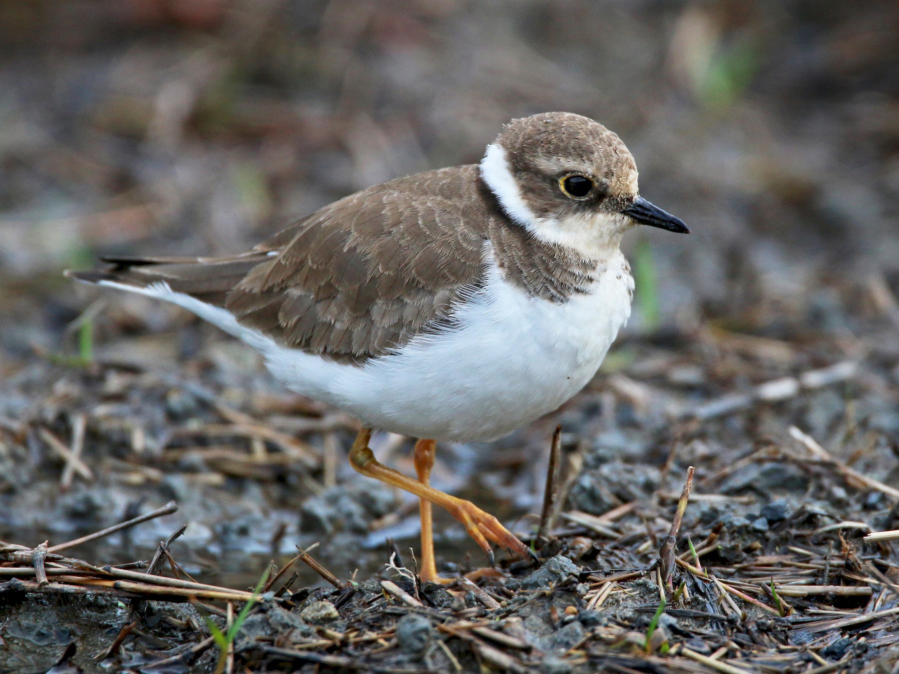 Little Ringed Plover - eBird