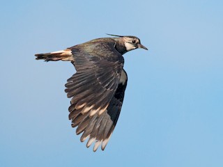 Northern Lapwing - eBird