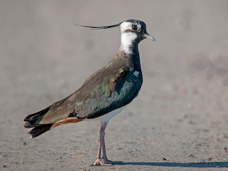 Northern Lapwing - Vanellus vanellus - Birds of the World