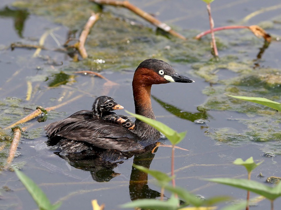 Little Grebe - eBird