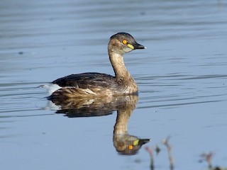 Little Grebe - eBird