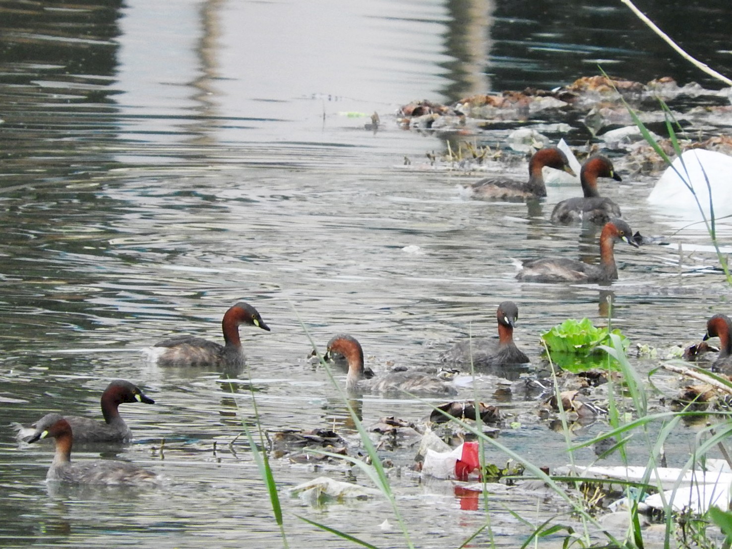Little Grebe - eBird