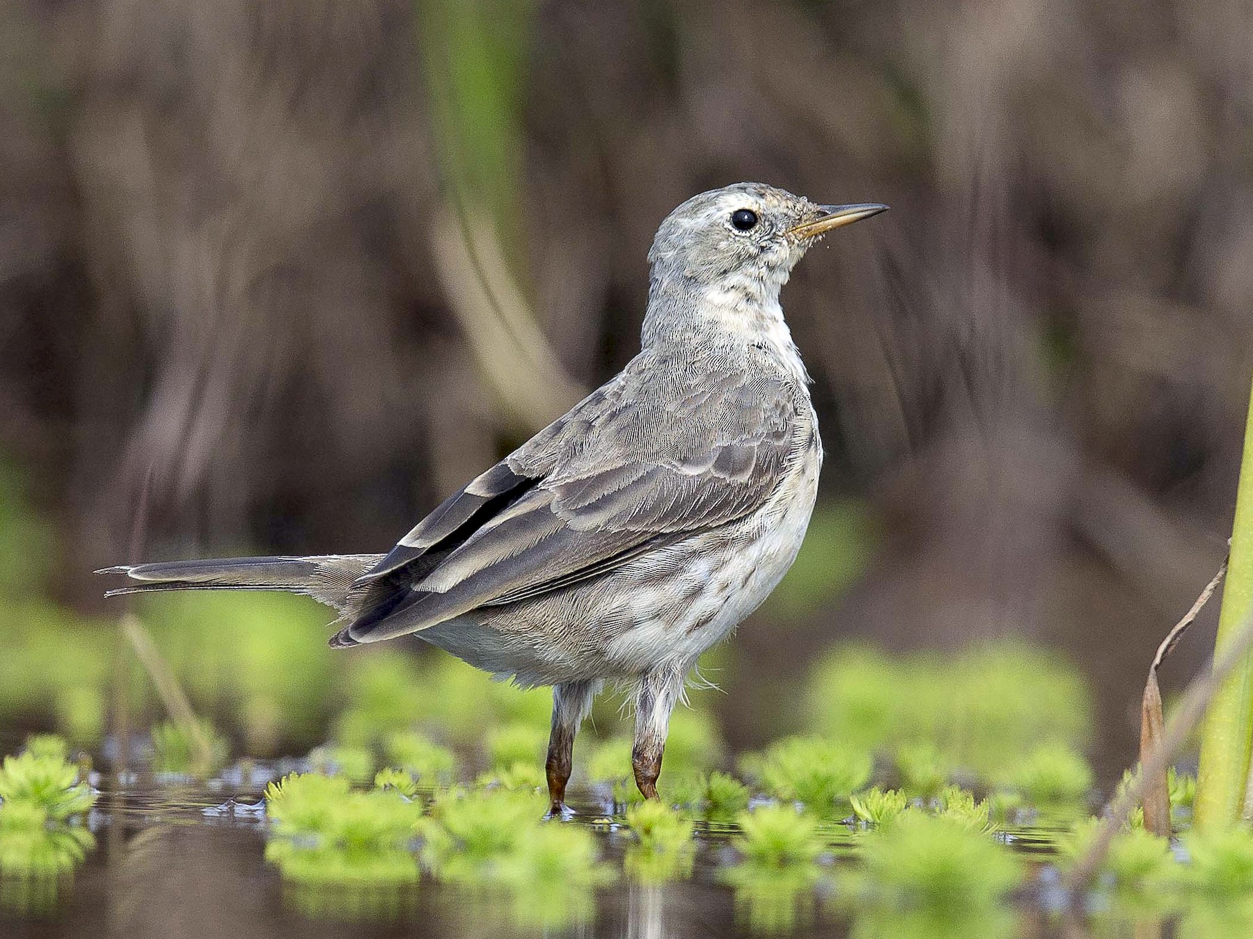 Water Pipit - eBird