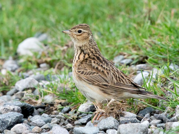 Skylark Bird
