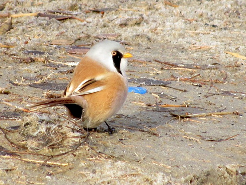 Bearded Reedling - eBird