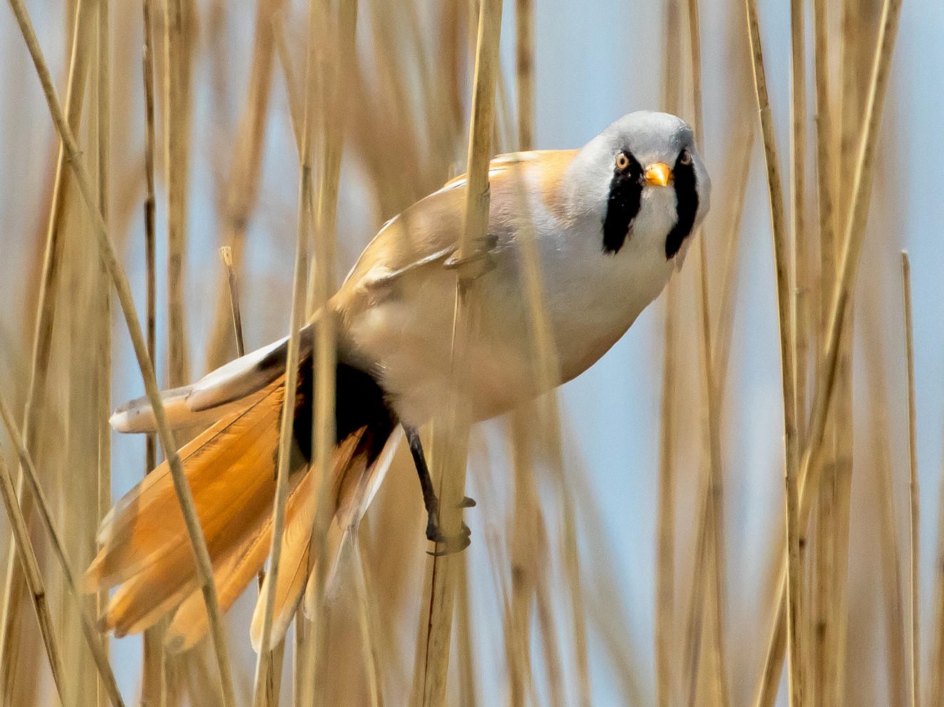 Bearded Reedling - eBird