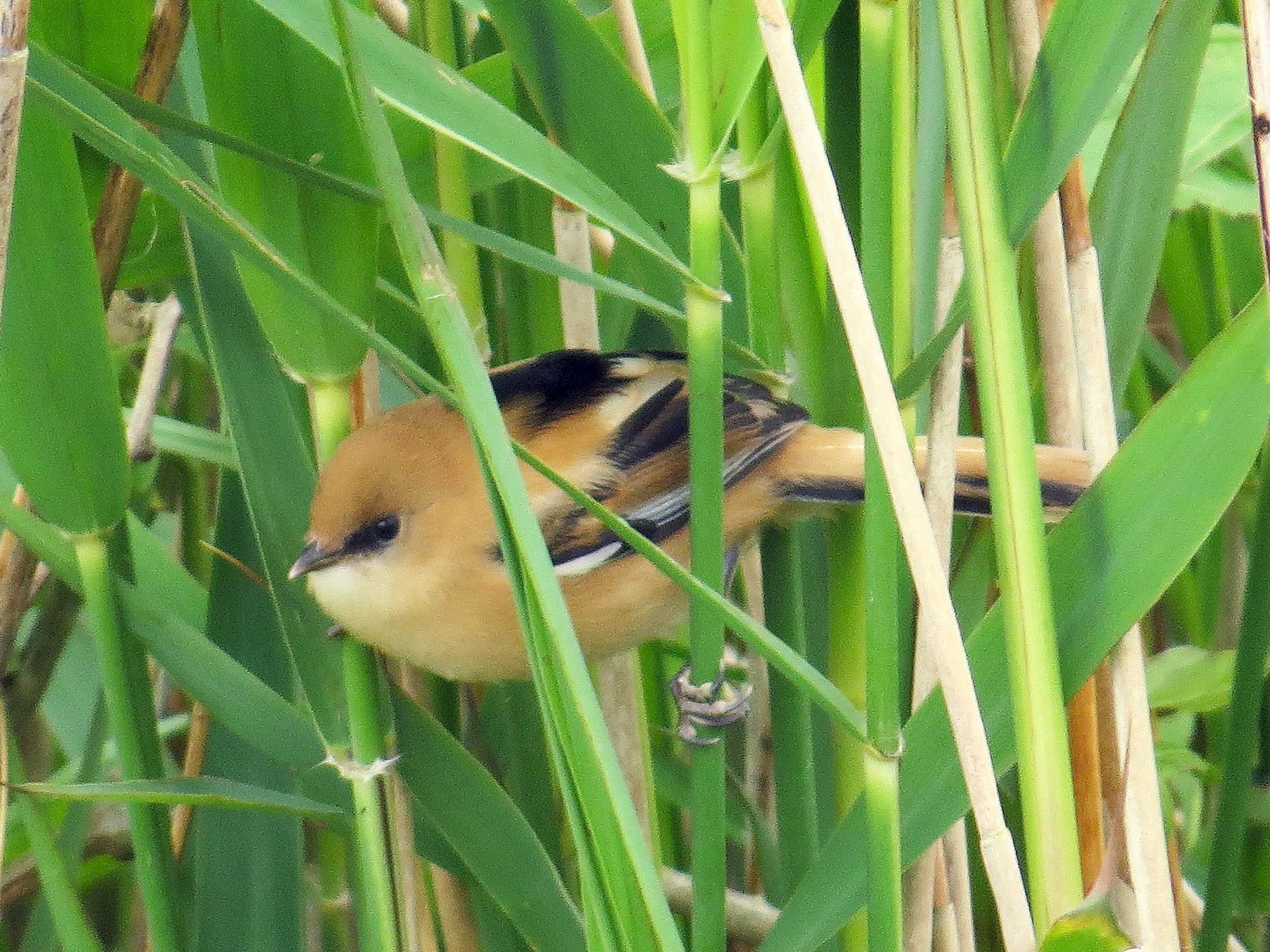 Bearded Reedling - eBird