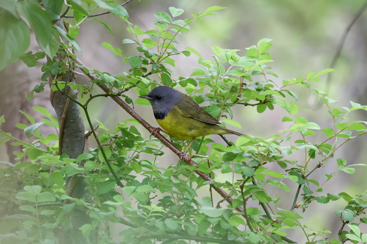 eBird Checklist - 16 May 2022 - Marblehead Neck Wildlife Sanctuary ...