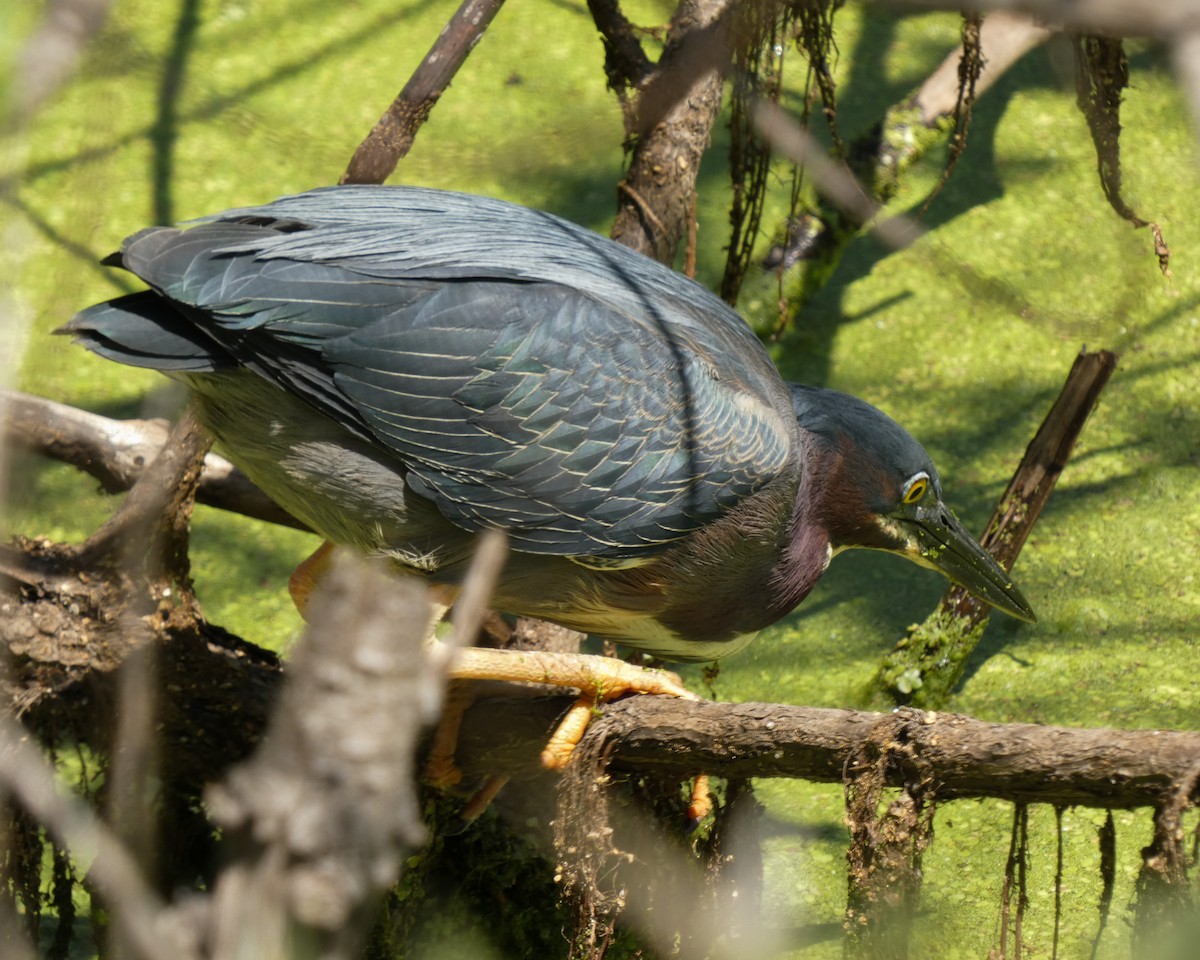 eBird Checklist - 15 May 2022 - Sheldon Marsh State Nature Preserve ...