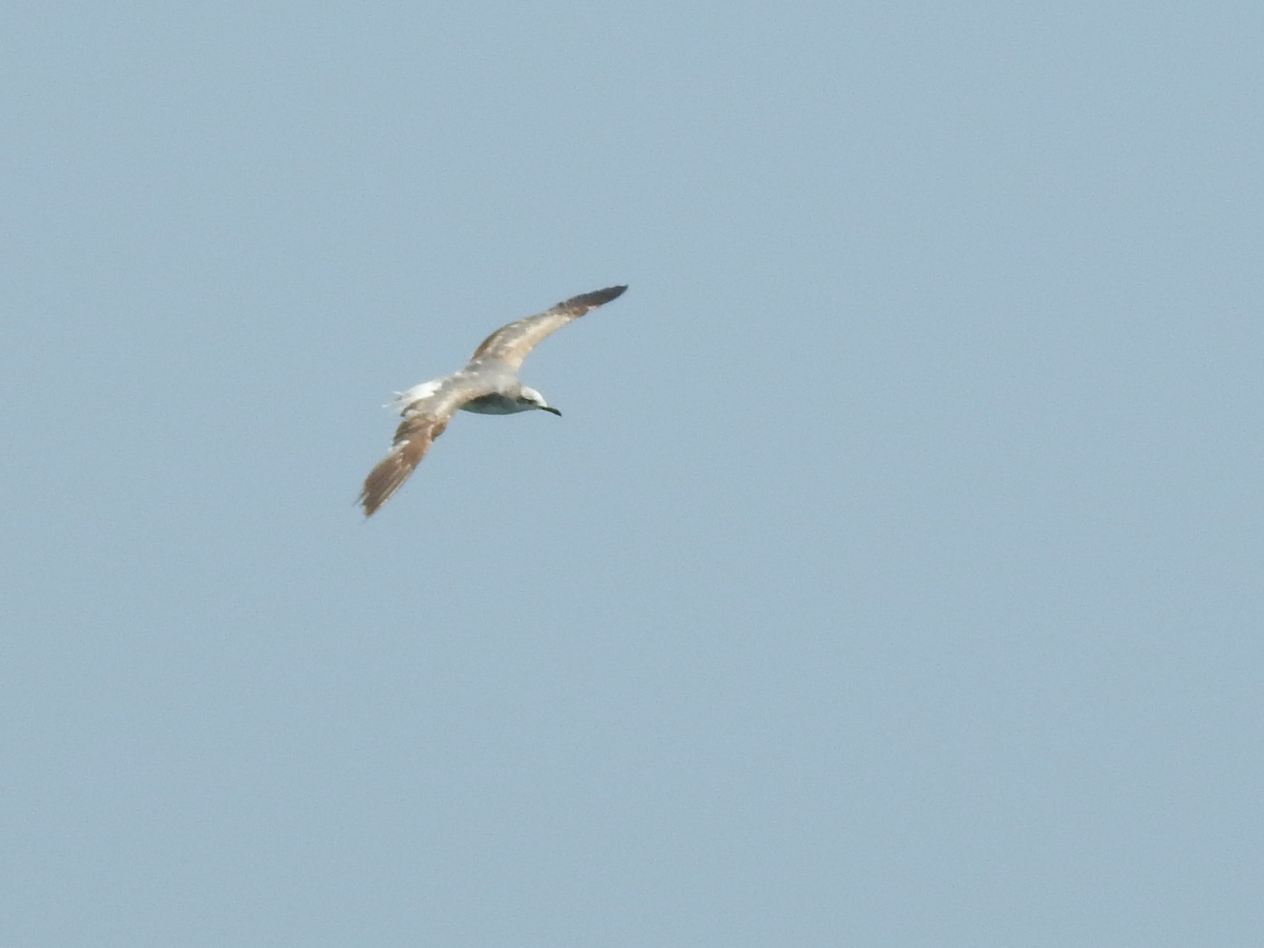 Laughing/Franklin's Gull - eBird