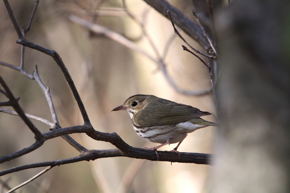 eBird Checklist - 10 May 2022 - Timber Ridge Road - 18 species