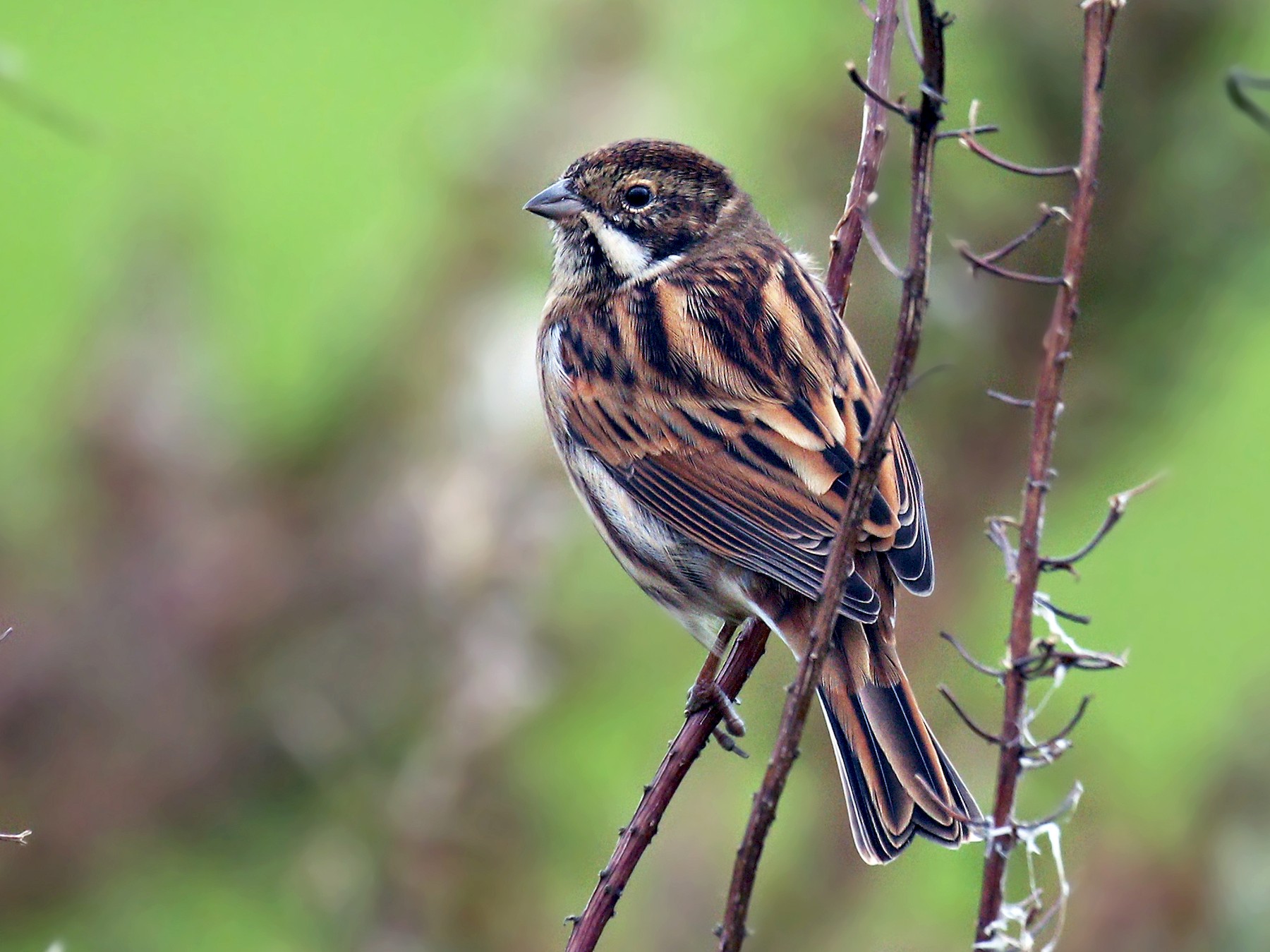 Reed Bunting - eBird