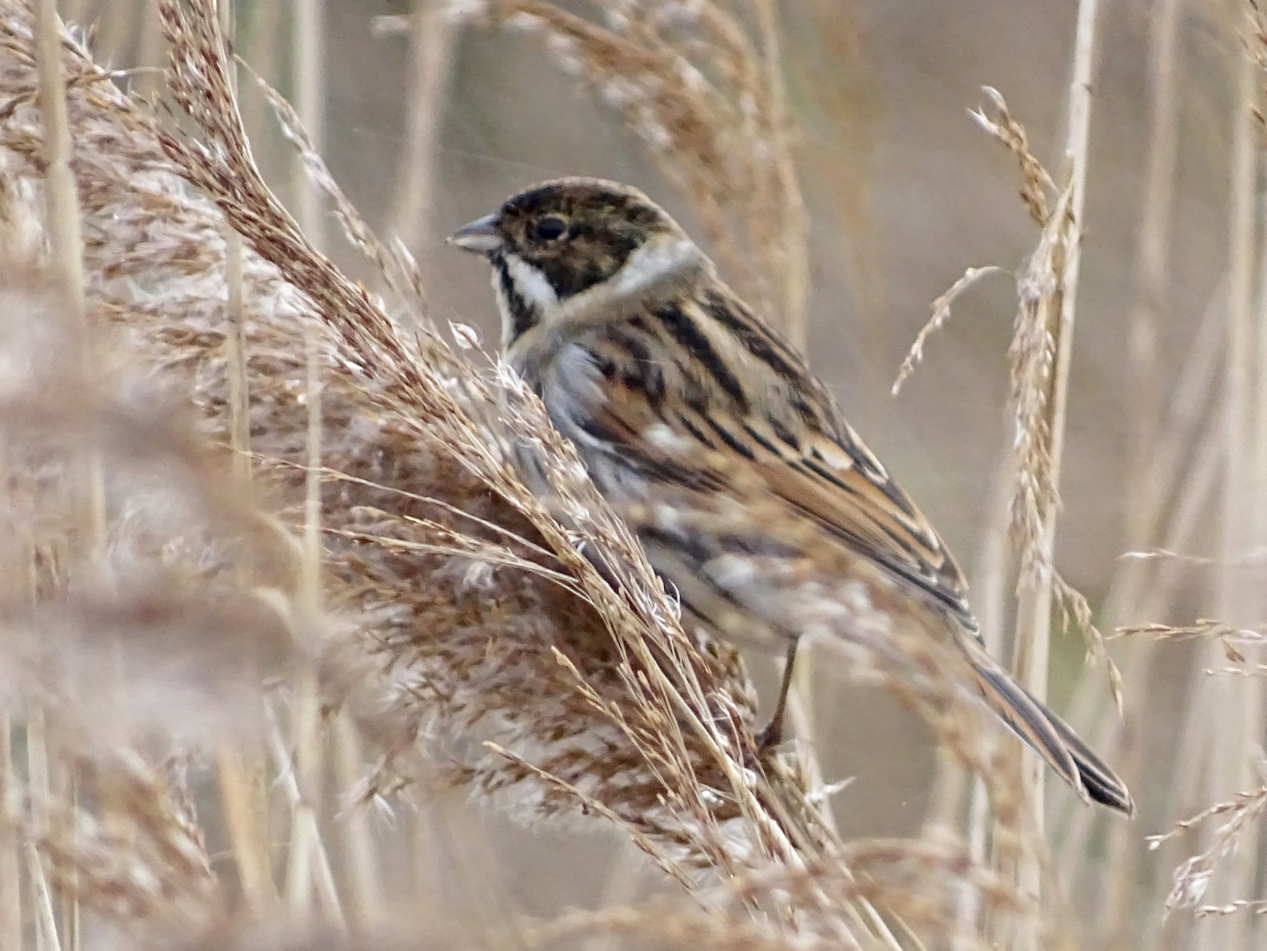 Reed Bunting - eBird