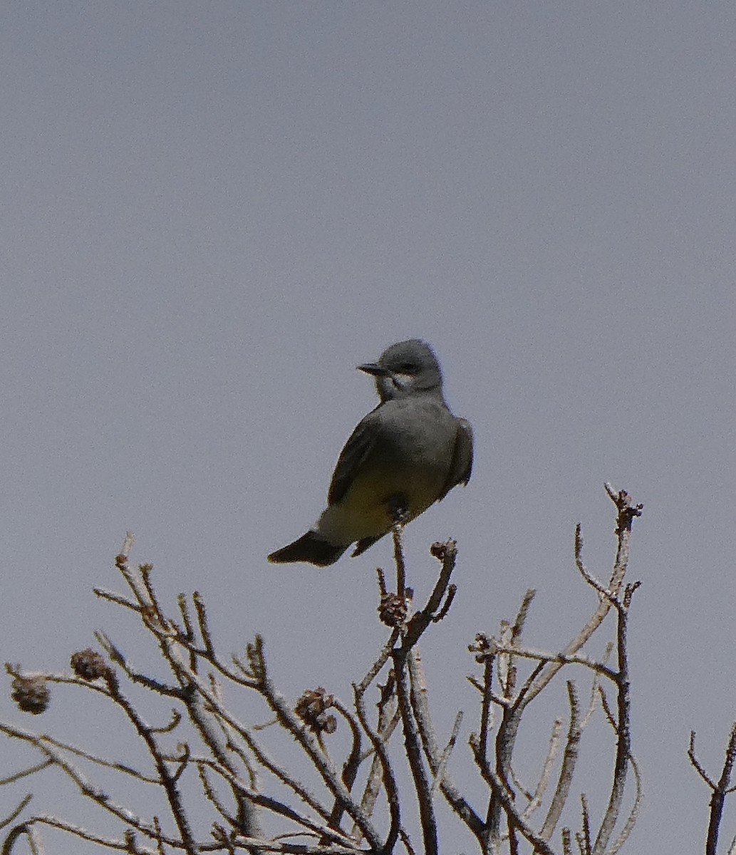 eBird Checklist - 17 May 2022 - DS Road, Glade Park - 16 species