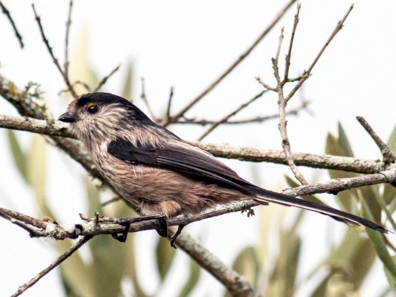 Long-tailed Tit - eBird