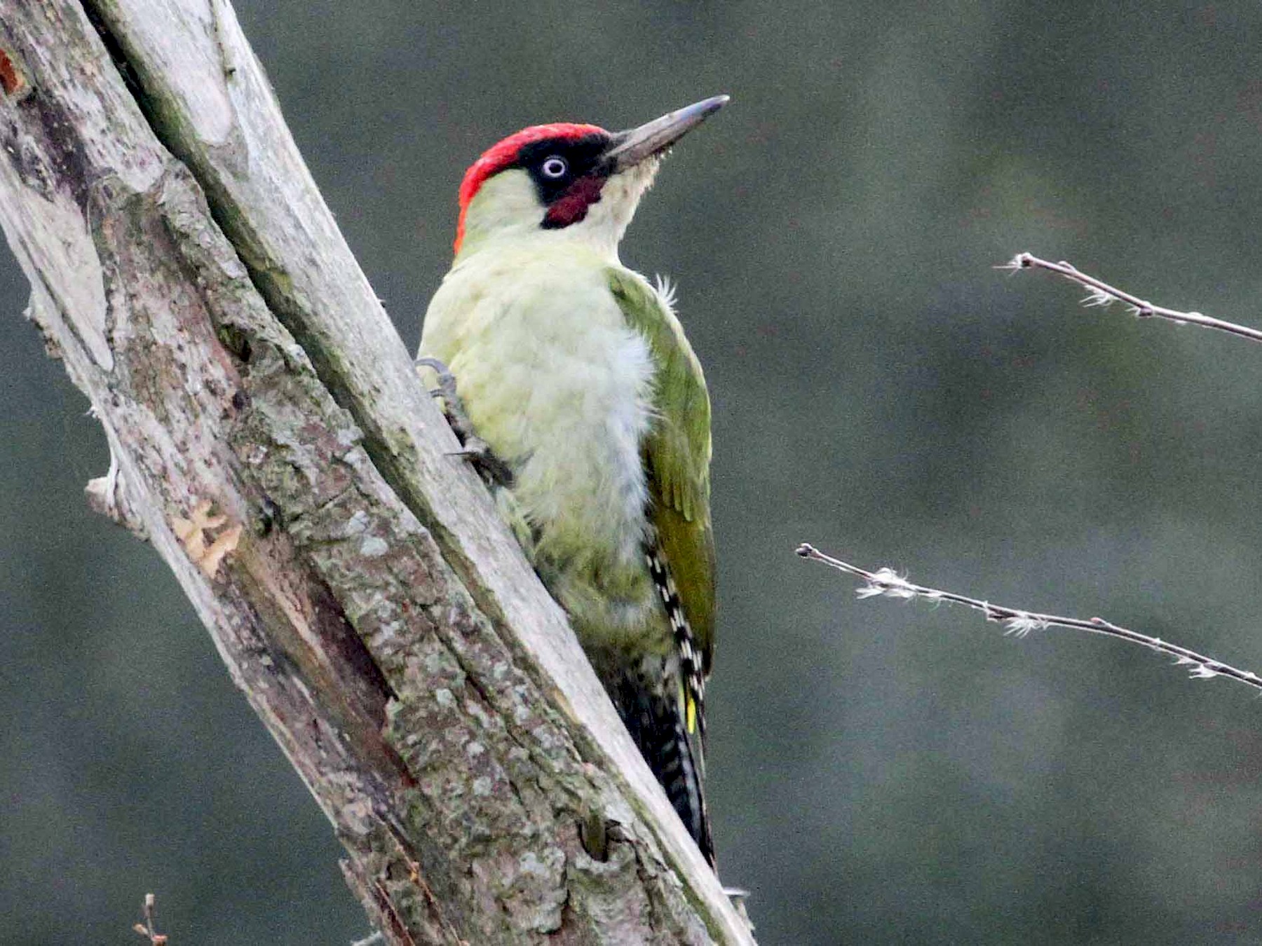 Eurasian/Iberian Green Woodpecker - eBird