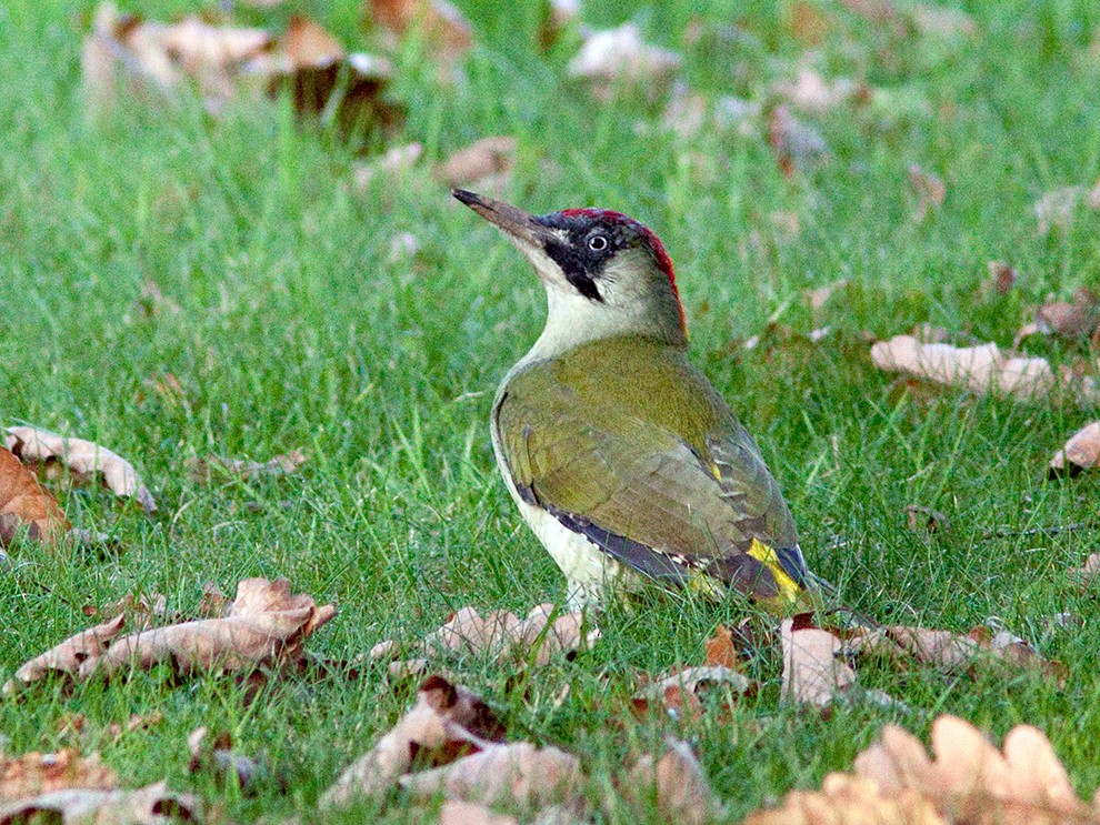peto-real/peto-real-ibérico - eBird