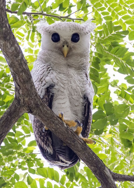 Malay Eagle Owl