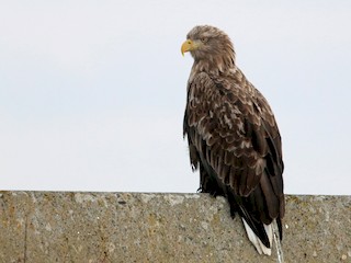 White-tailed Eagle - eBird