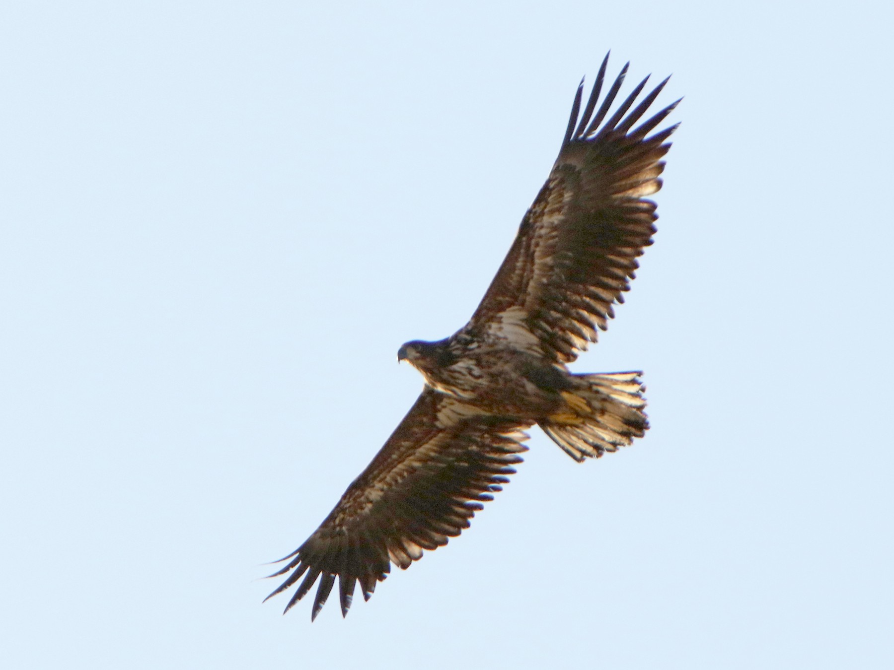 White-tailed Eagle - eBird
