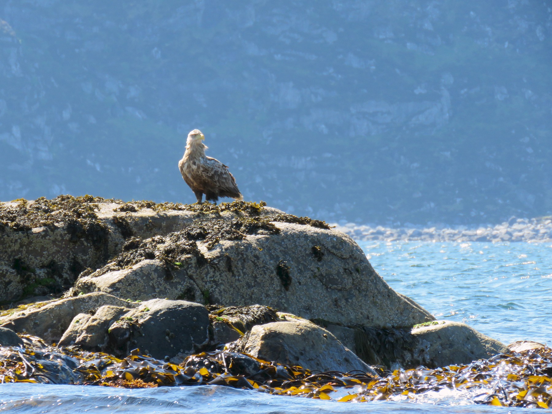 White-tailed Eagle - eBird