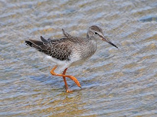 Common Redshank - eBird