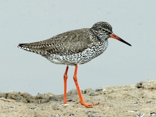 Common Redshank - eBird