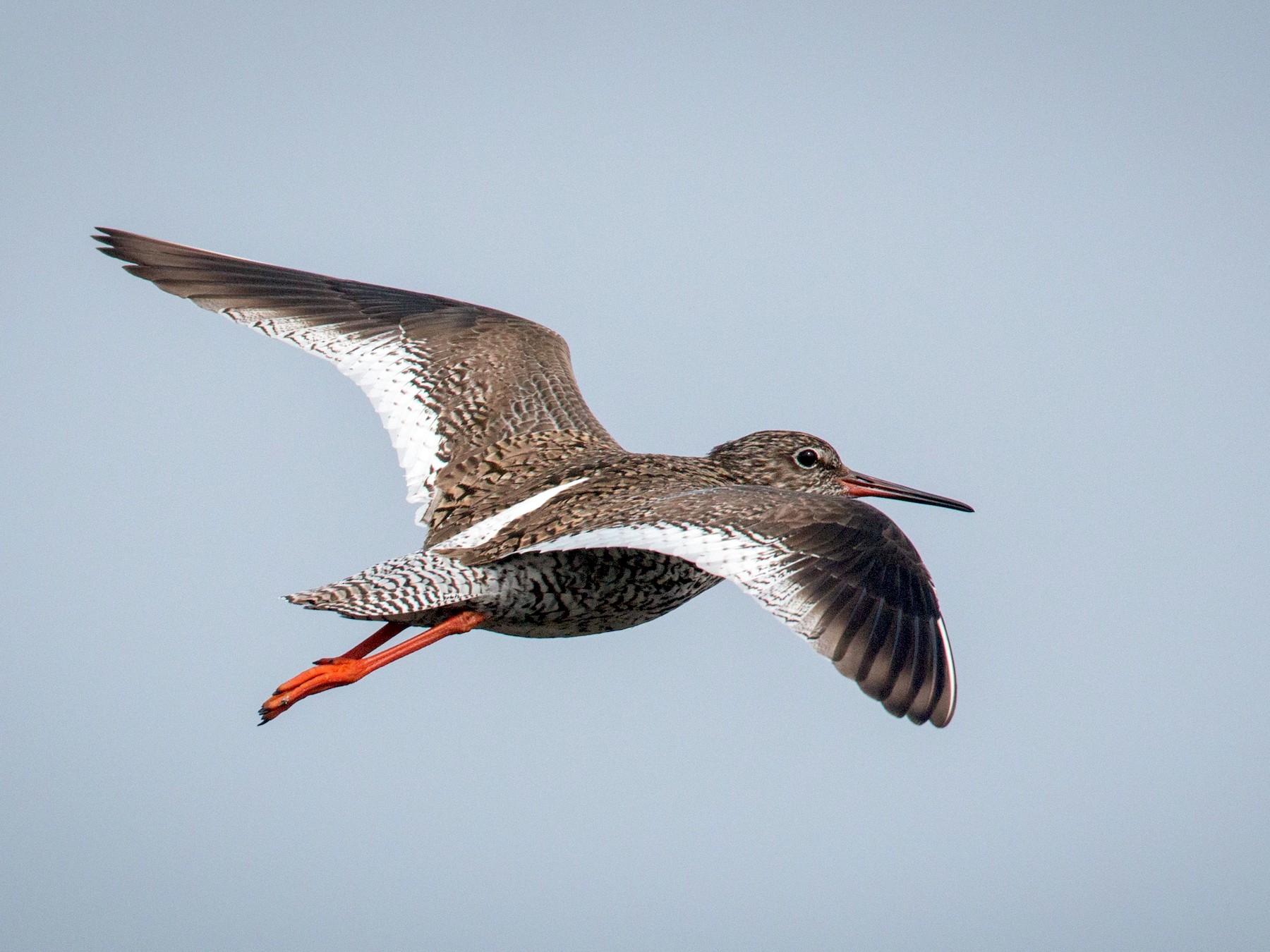 Common Redshank - eBird