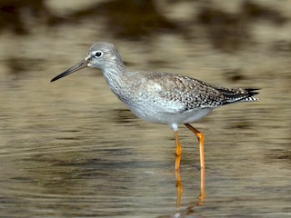 Common Redshank - eBird