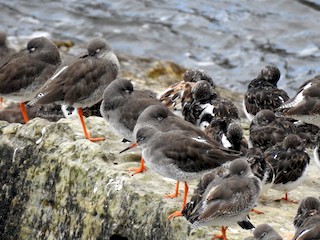 Common Redshank - eBird