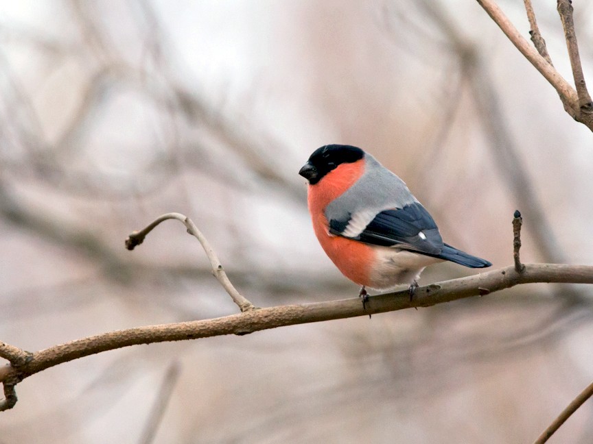 Eurasian Bullfinch - eBird