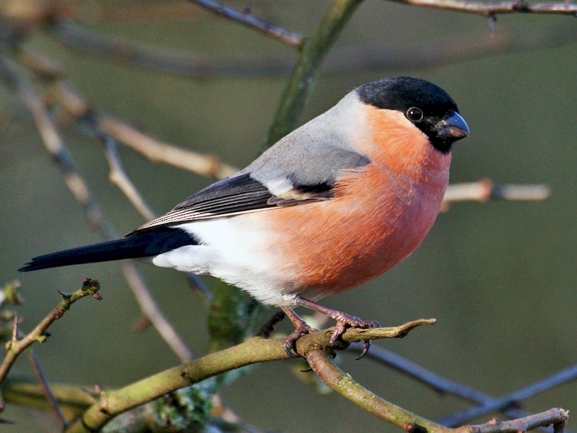 Eurasian Bullfinch - eBird