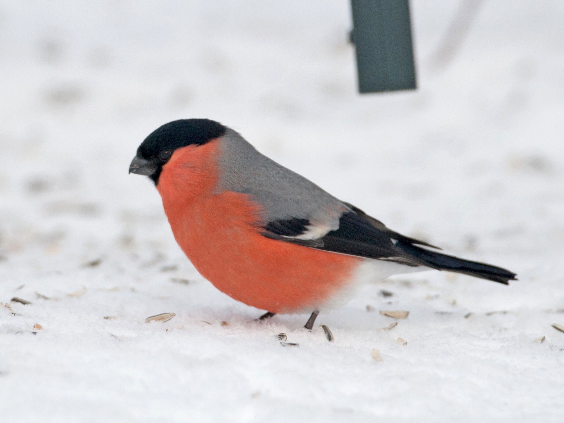 Eurasian Bullfinch - eBird