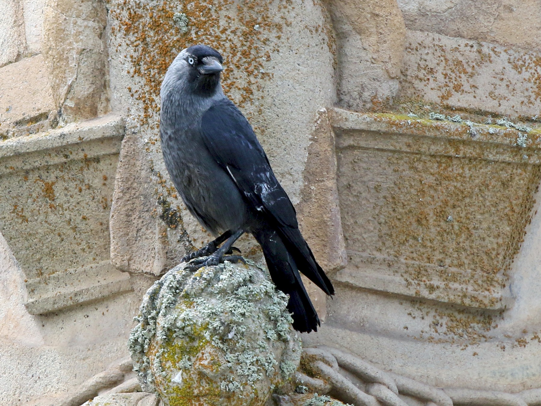 Eurasian Jackdaw - eBird