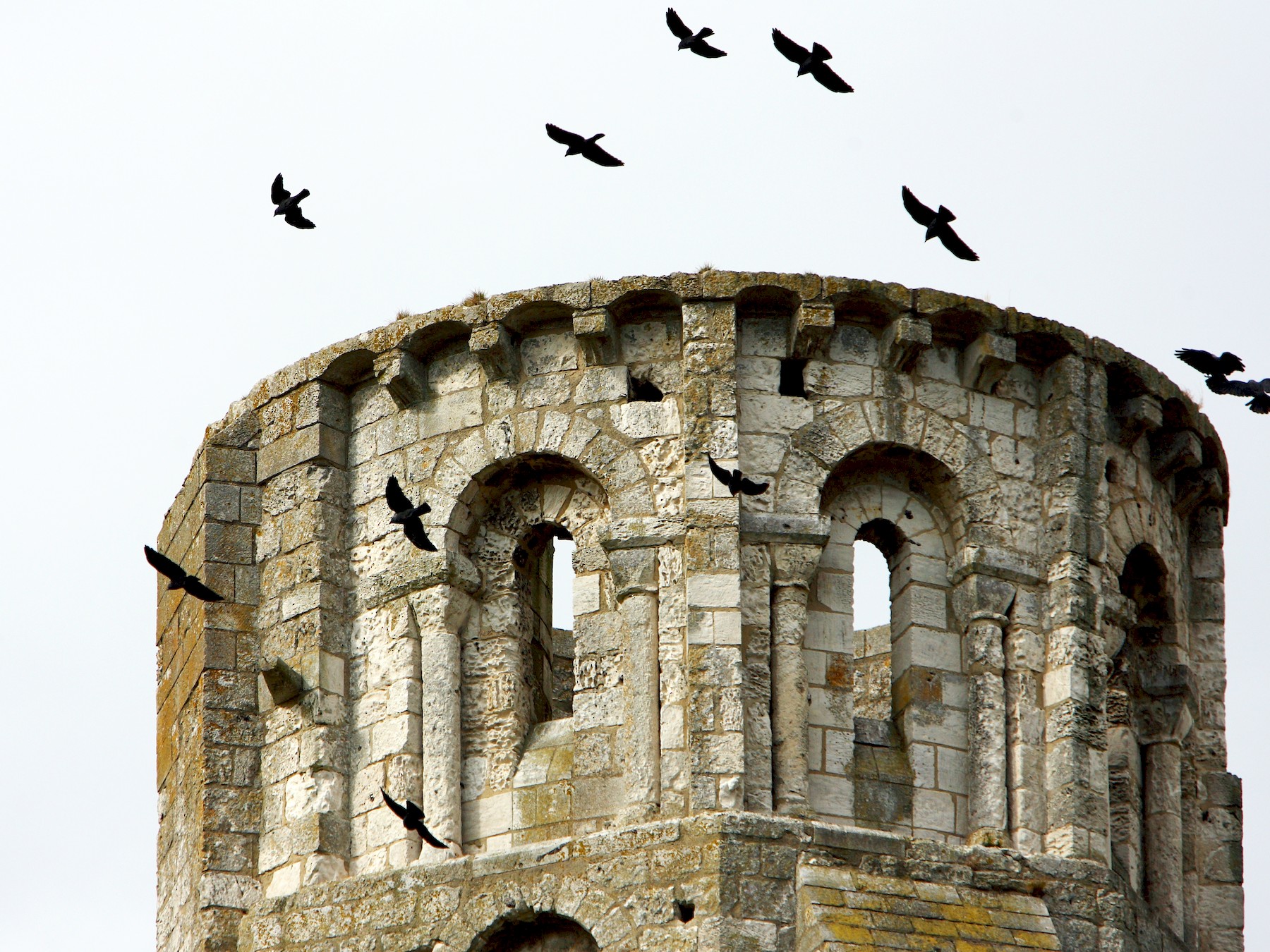 Küçük Karga - eBird