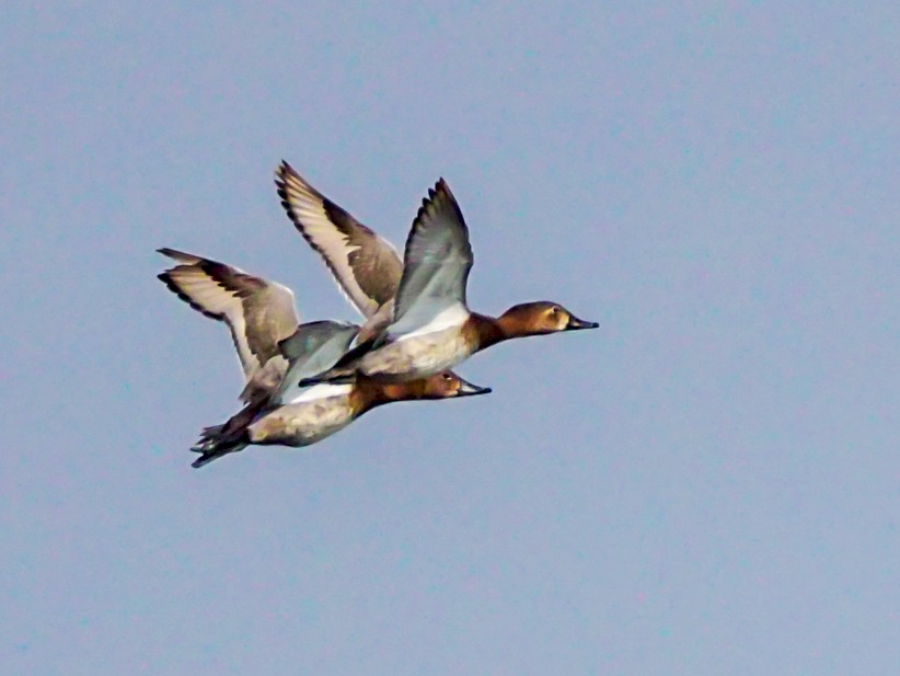 Common Pochard - eBird