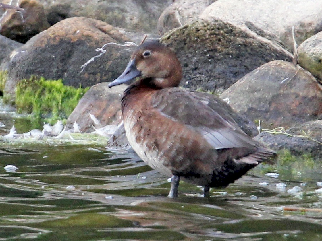 Common Pochard - eBird