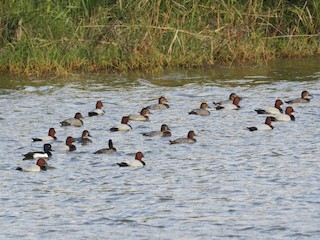 Common Pochard - eBird