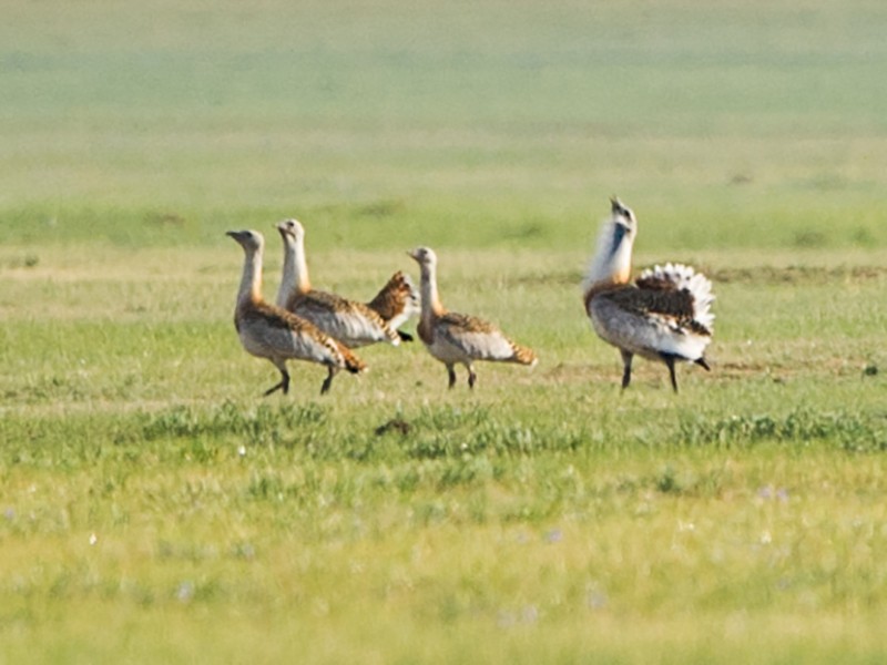 Great Bustard - eBird