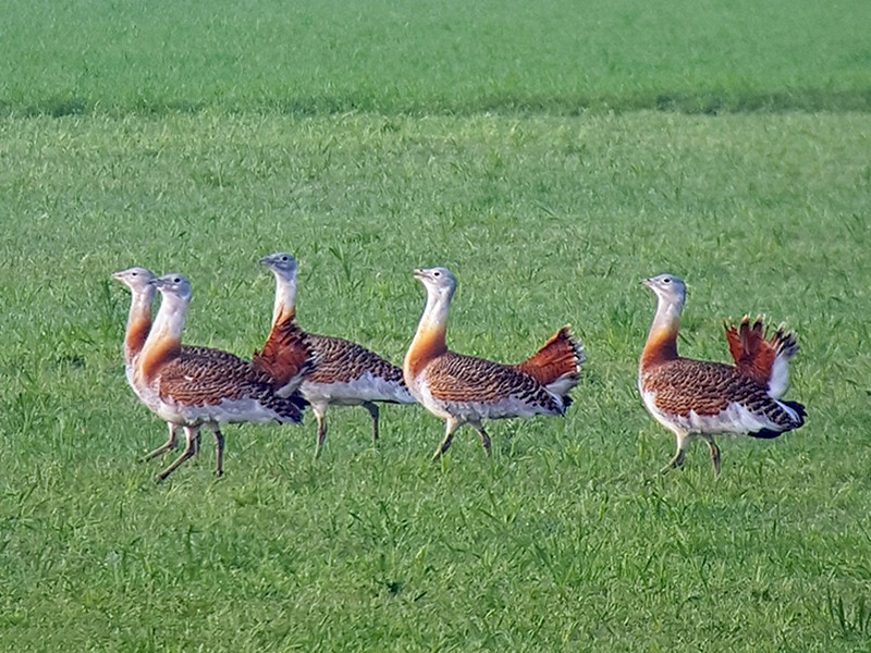 Great Bustard - eBird