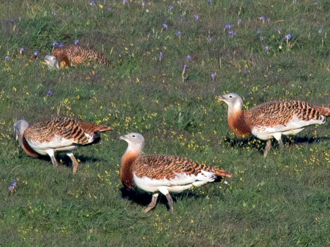 Great Bustard - eBird